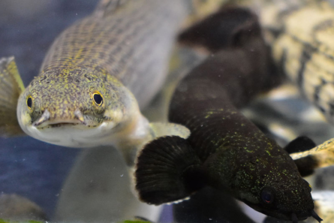 ポリプテルス パルマス”ポーリー”の特徴・飼育情報 – アクアハーミット