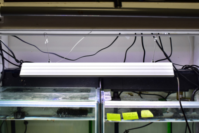 通販の定番ライト！「アクロ TRIANGLE LED GROW 600」レビュー – アクアハーミット