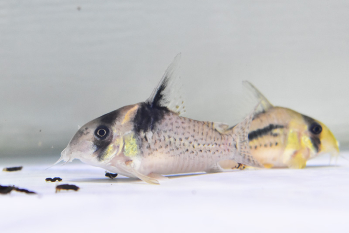 コリドラス・ブレビロストリスの特徴・飼育情報 – アクアハーミット